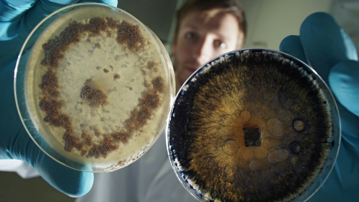 Balance of the Microverse